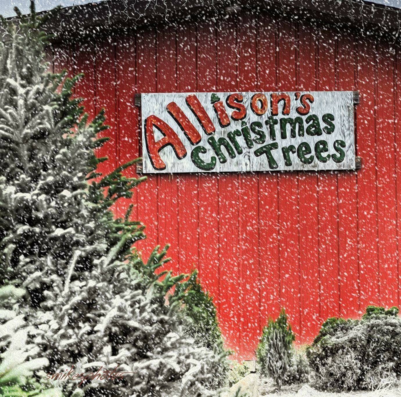 9 Pittsburgh Christmas Tree Farms To Buy Your Tree From | Pittsburgh ...