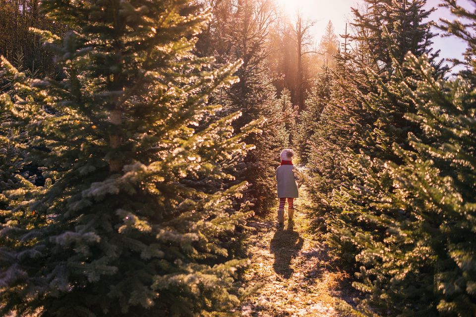 9 Pittsburgh Christmas Tree Farms To Buy Your Tree From | Pittsburgh ...
